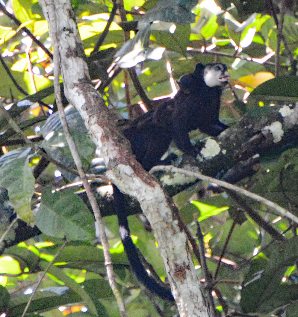 Alfred Russel Wallace Discovered the Mottled-face Tamarin Monkey | The ...